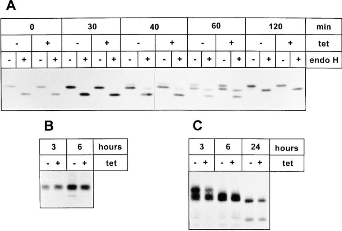Study on the application of ERGIC-53 circulating protein in secreting ...