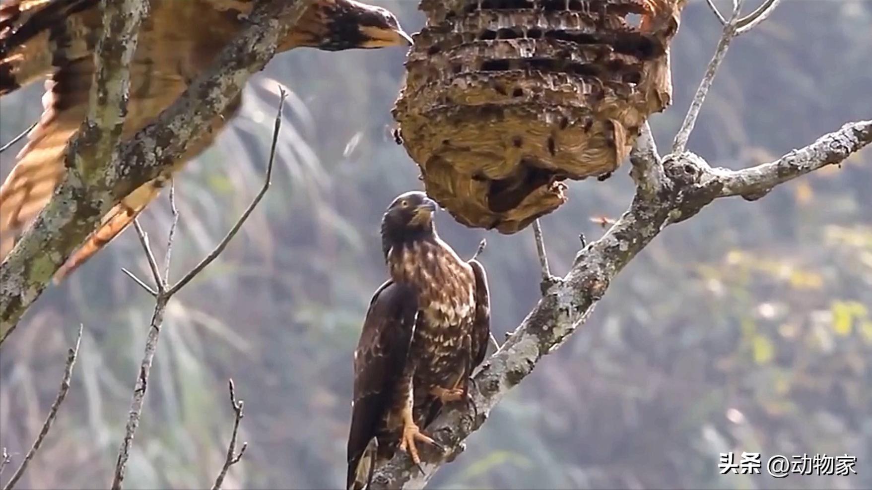 Two bee eagles invaded the hornet's nest on the tree, not only are they ...