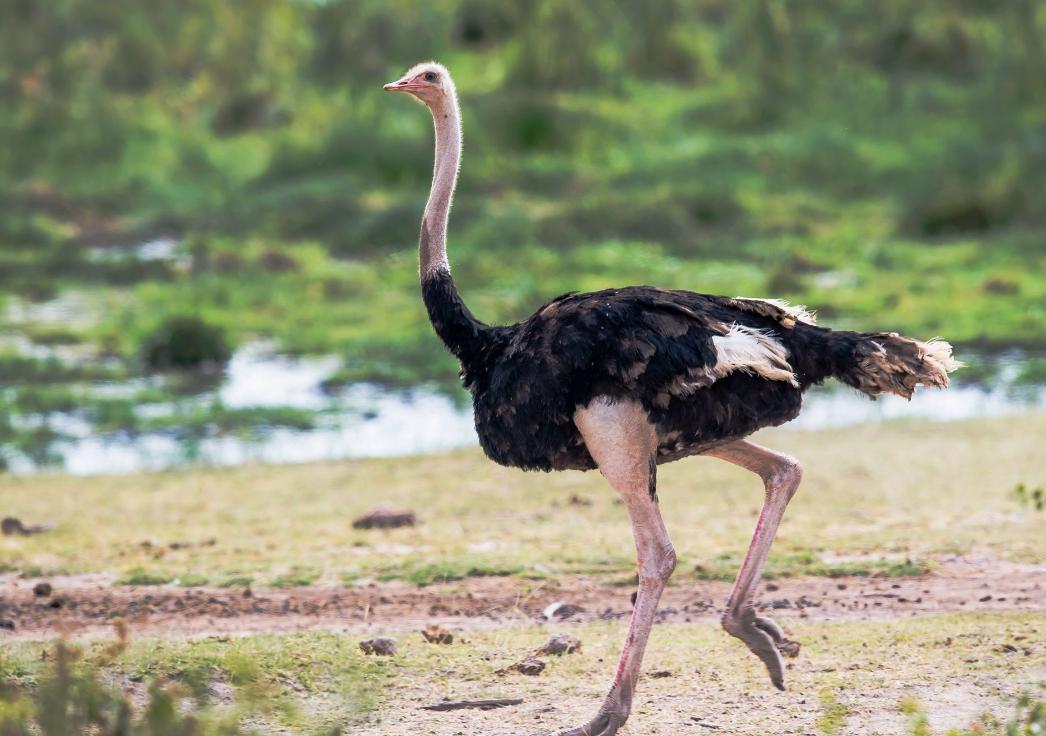 The ostrich has to "bury its head" 3,000 times a day. What is it doing ...