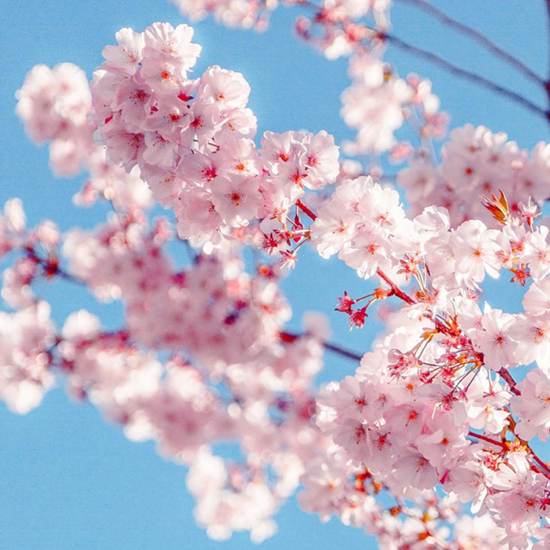 Why did he become the prince of heaven? - iNEWS