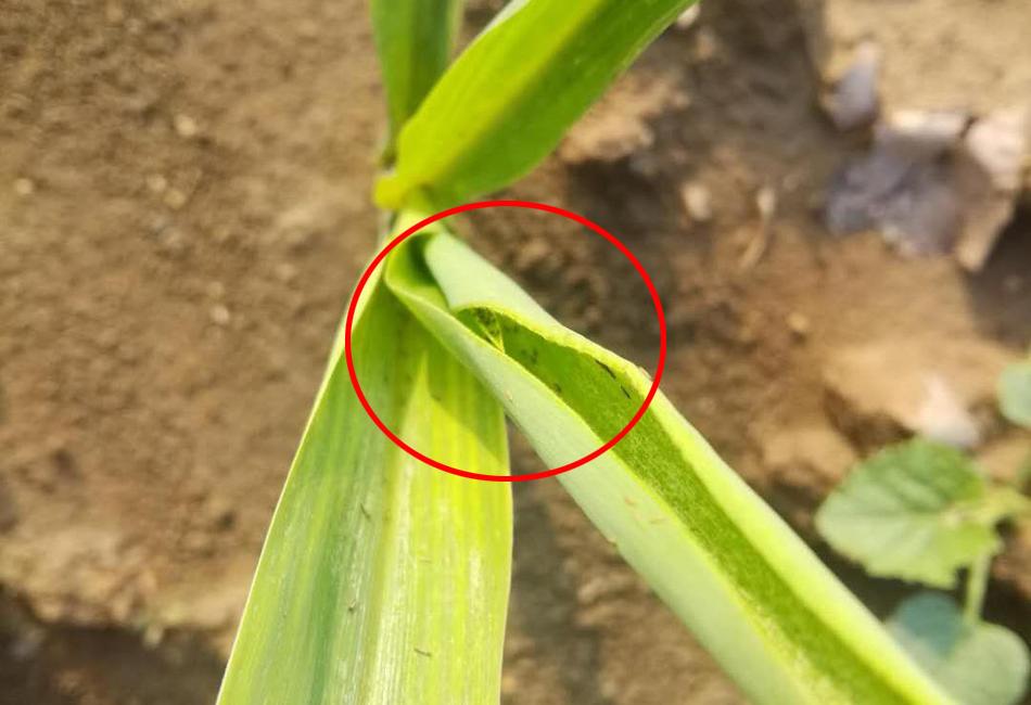 Corn thrips is rampant this year, farmers must pay attention to it ...