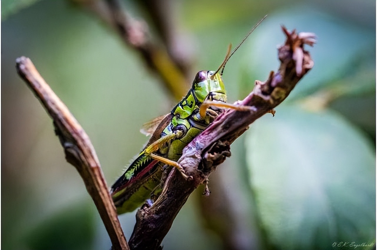 Data from study covering 200 insect species points to increasing ...