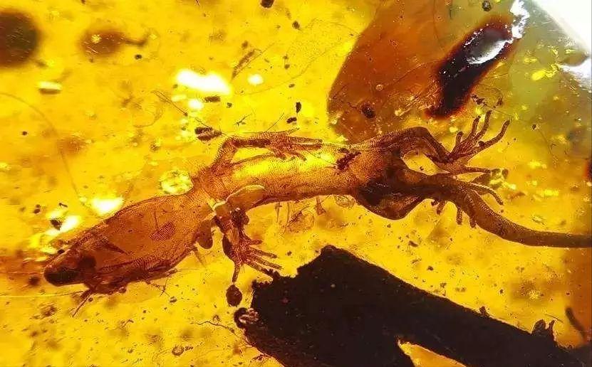 Hundreds of millions of years ago, the fossilized amber formed after ...