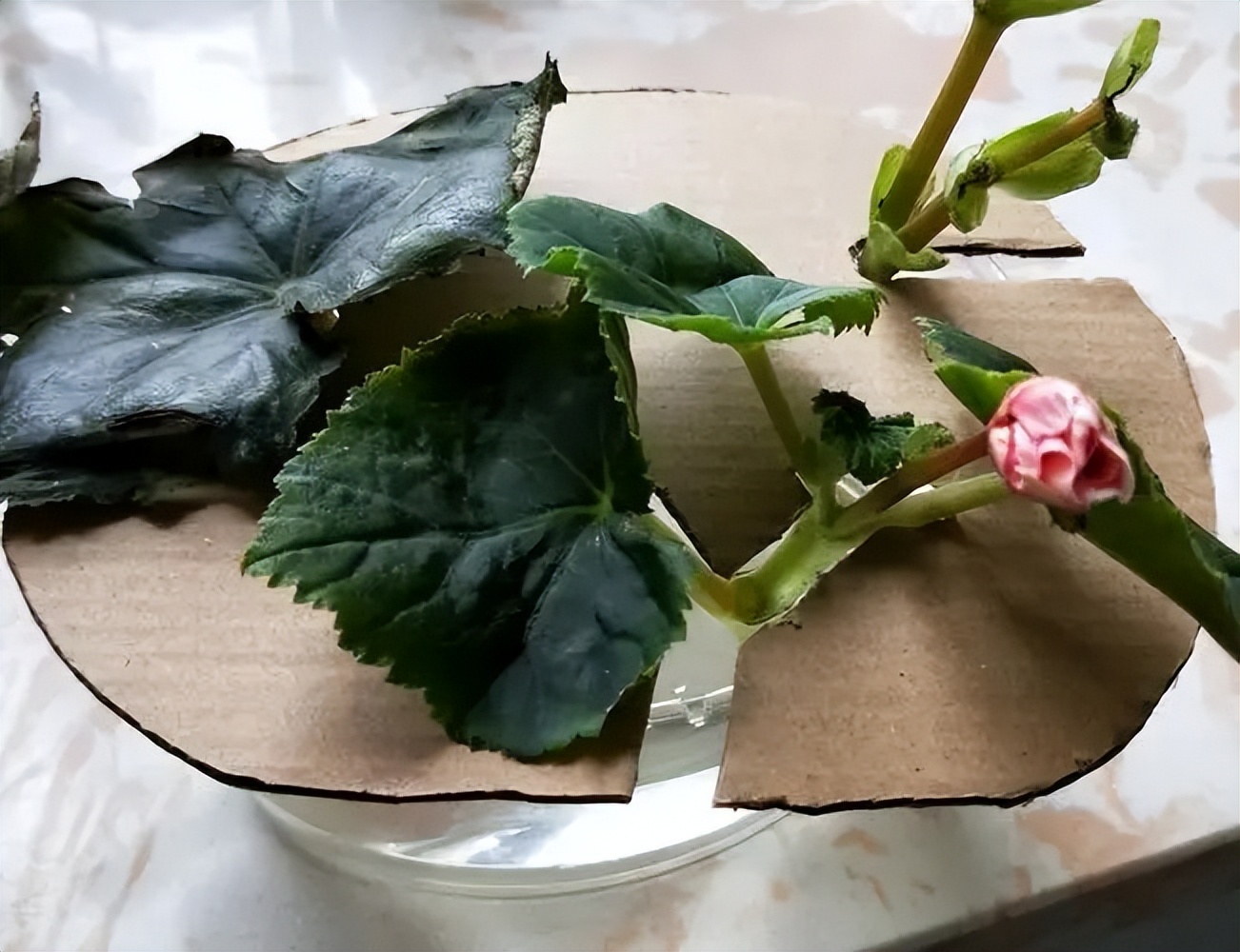 Rieger Begonia is very beautiful, it can be "2 o'clock" well, it blooms ...