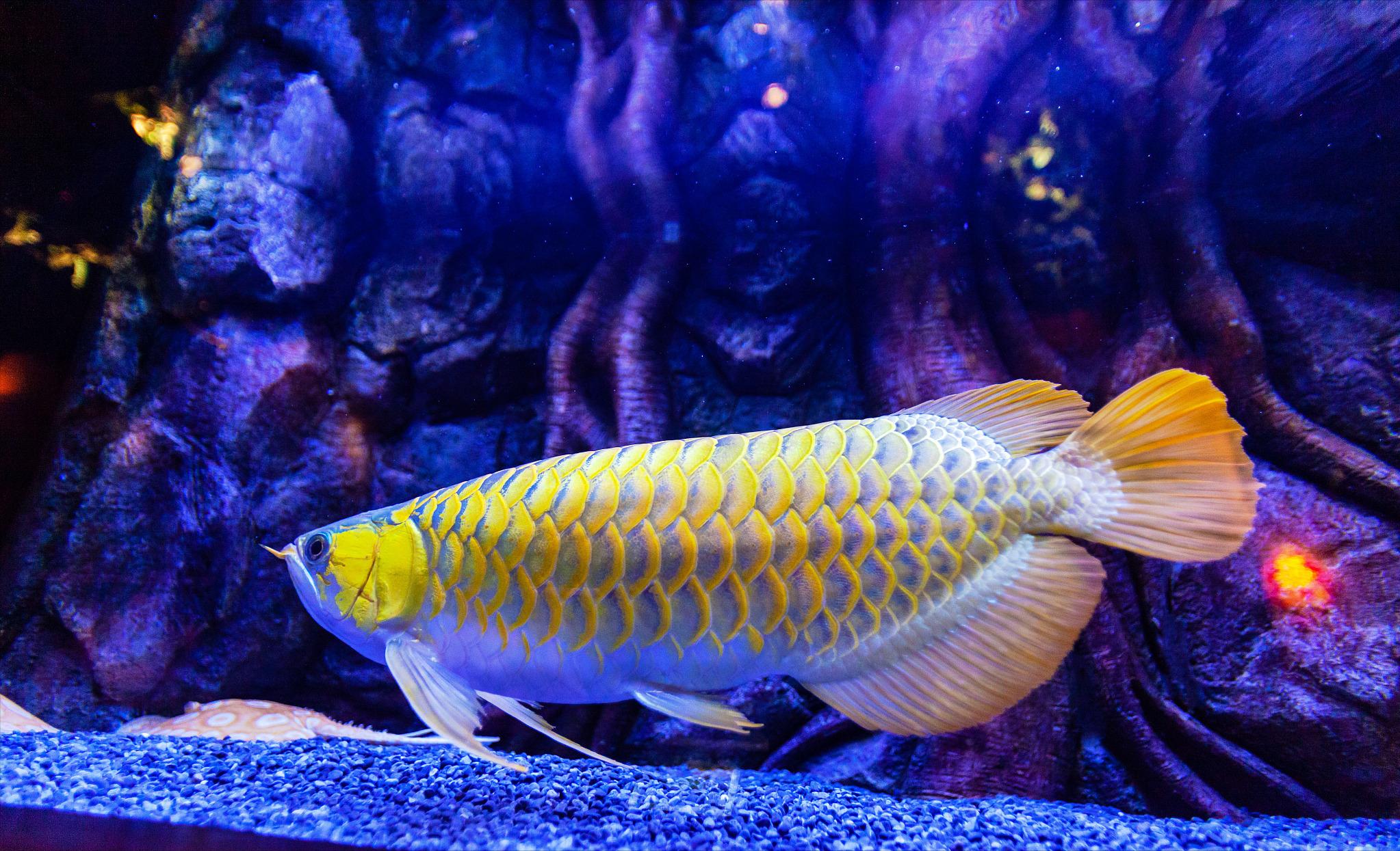 The mighty and majestic king of the water: why is the dragon fish ...