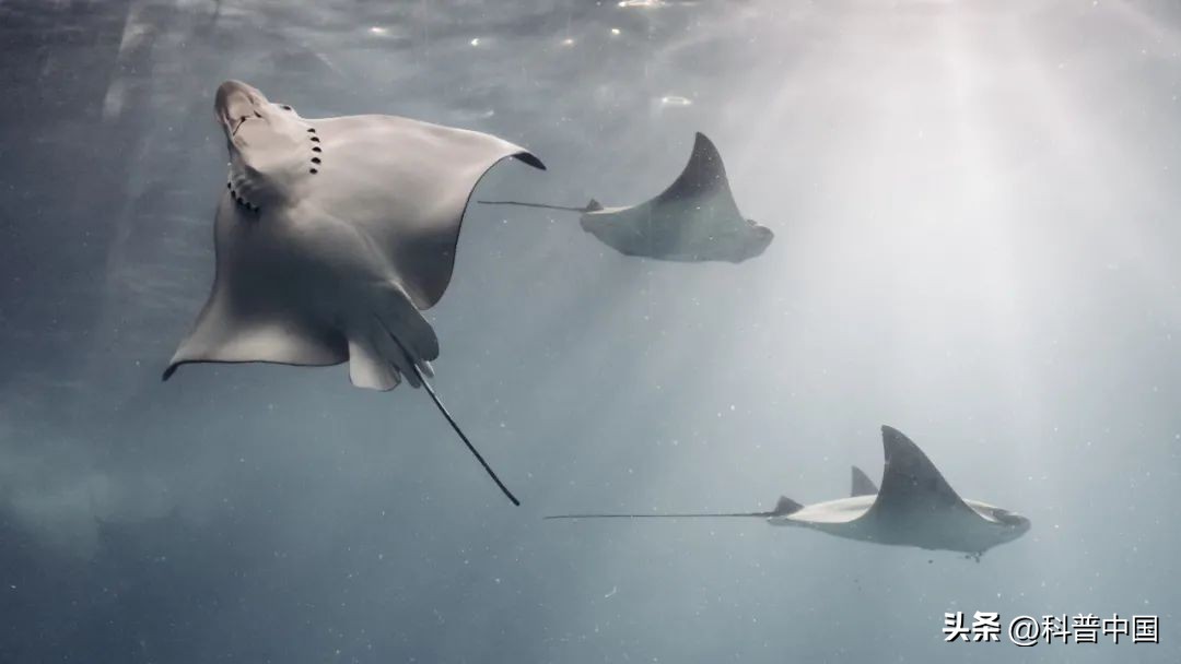 Have you seen these strange looking fish? - iMedia