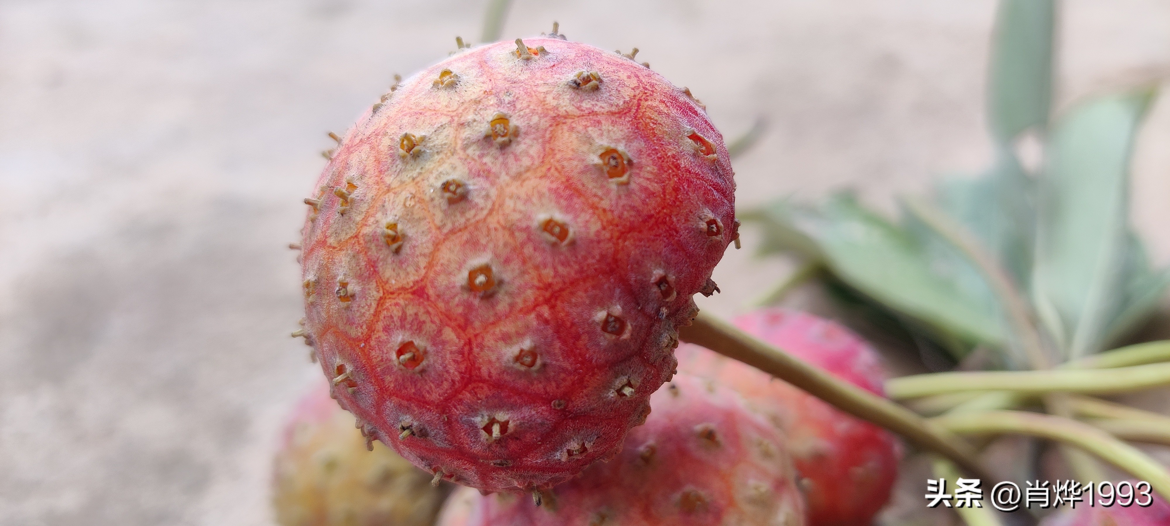 Close-up shot of wild lychees in the mountains - iNEWS