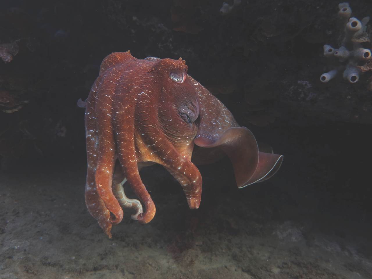 Is Brother Octopus really smart?Can escape and walk the maze to explore ...