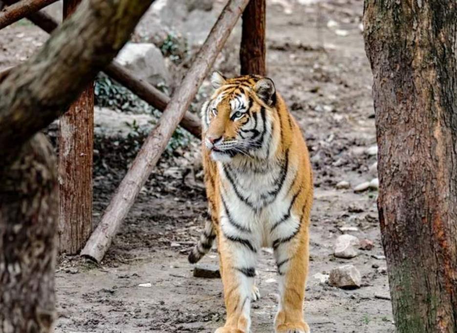A Chinese tigress married into South Korea. In the early stage, she was ...