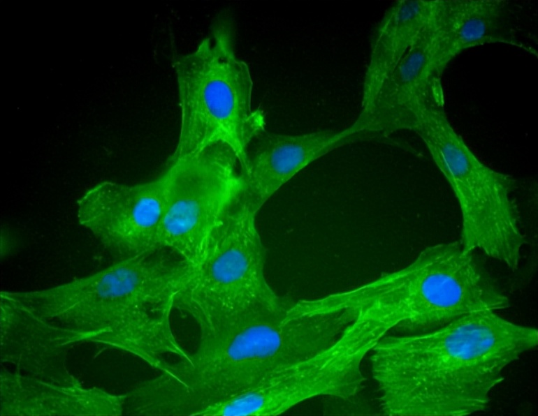 Introduction to Cell and Tissue Staining Experiments - iMedia