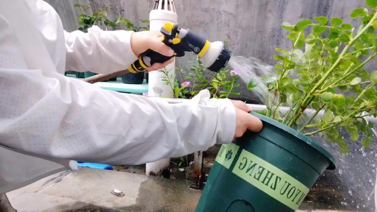 No matter how beautiful Chinese roses are, they can't bear the frequent ...
