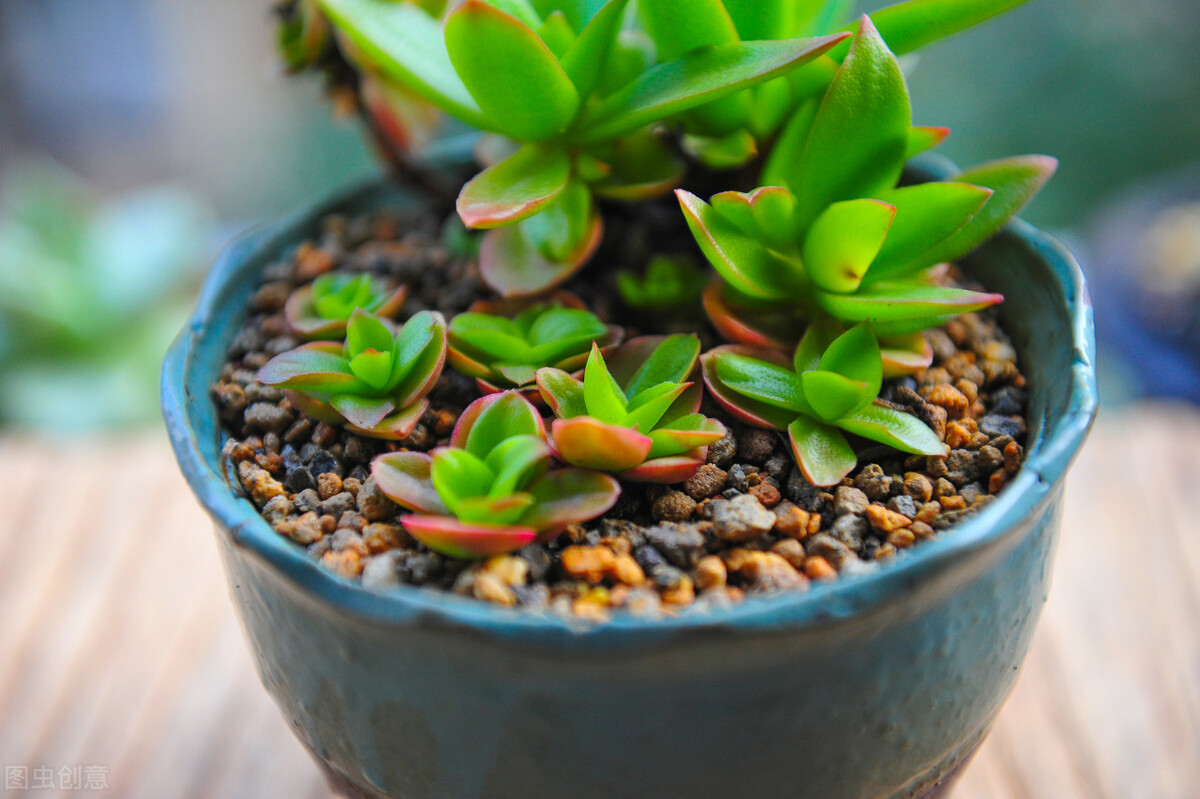 Succulent Fire Festival is also called Autumn Fire Lotus - iNEWS