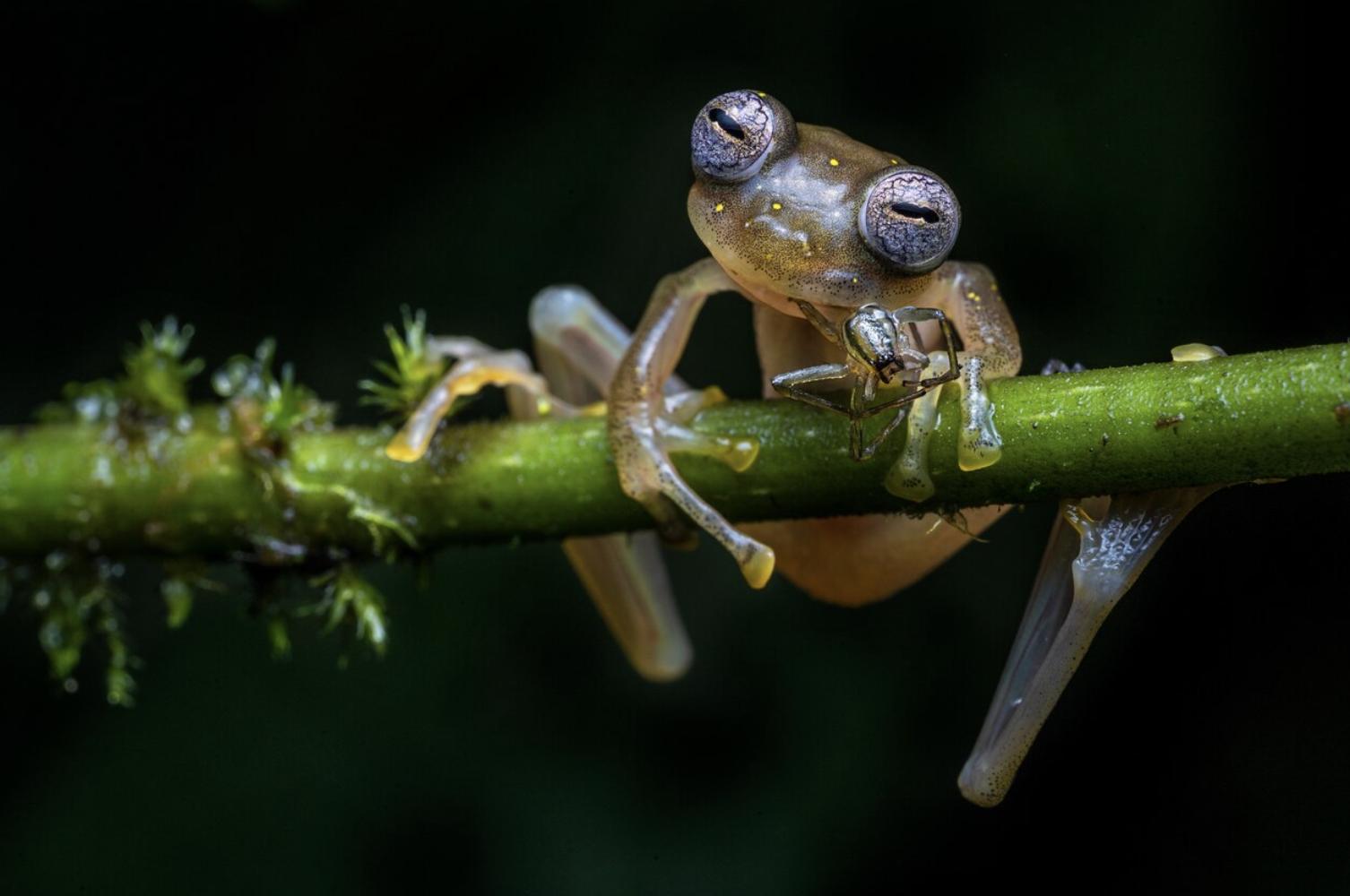 10 funny snaps of animals, including a chameleon in an exaggerated pose ...