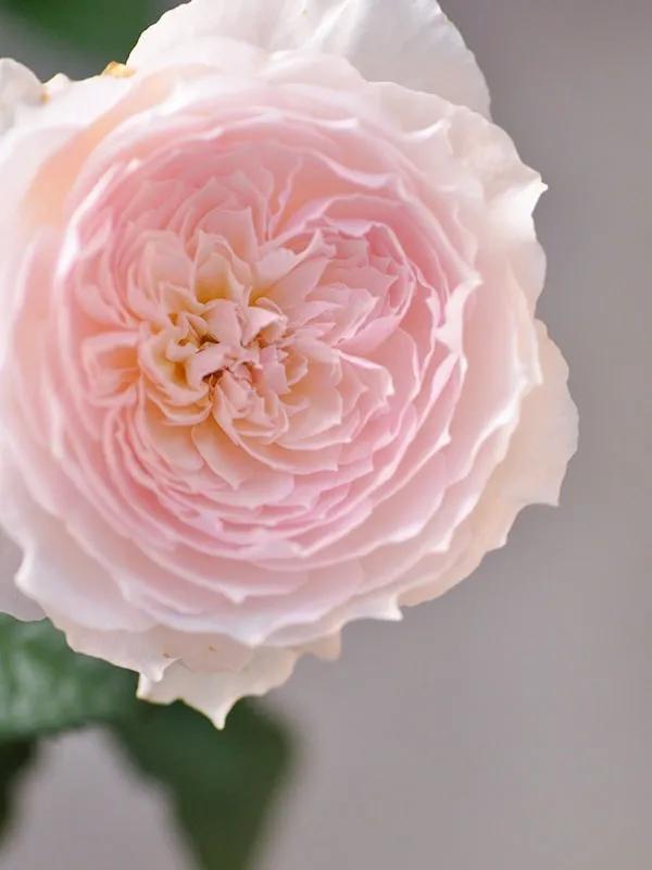 Japanese Roses: Hiyori - iMedia