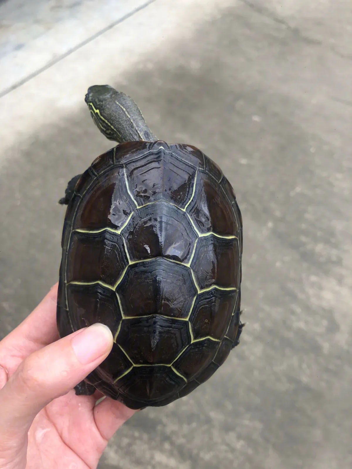 A man finds a turtle on a mountain without water, how does it survive ...