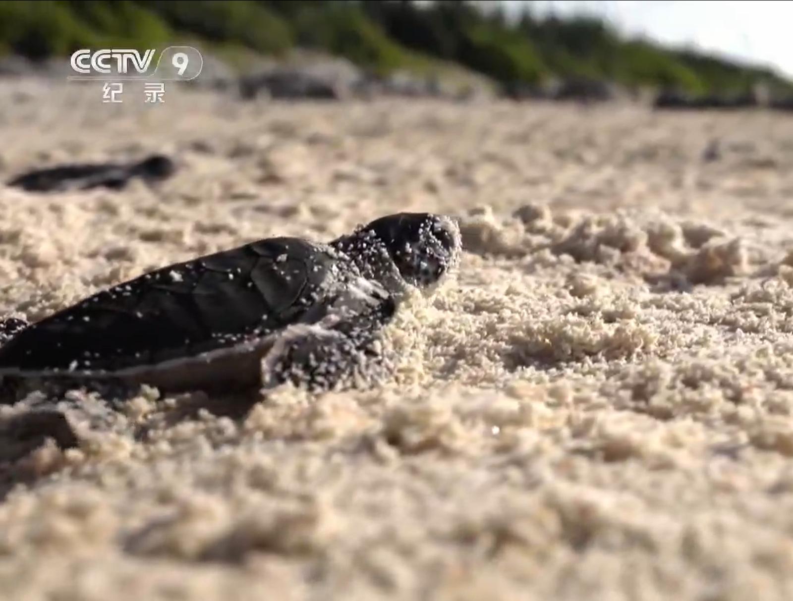 CCTV pushes super-beautiful documentary - "The Blue Realm" - iNEWS