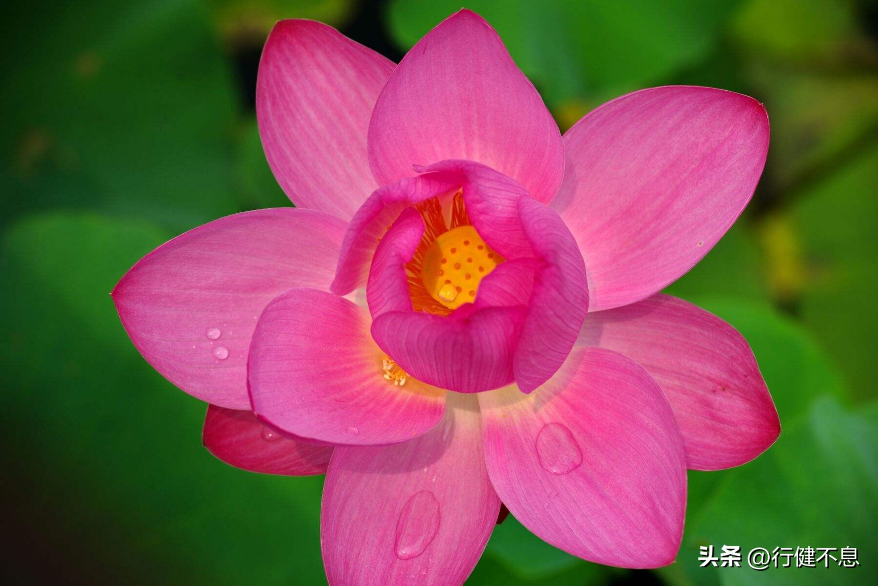 The nickname of lotus is so romantic and elegant, let six famous poems ...