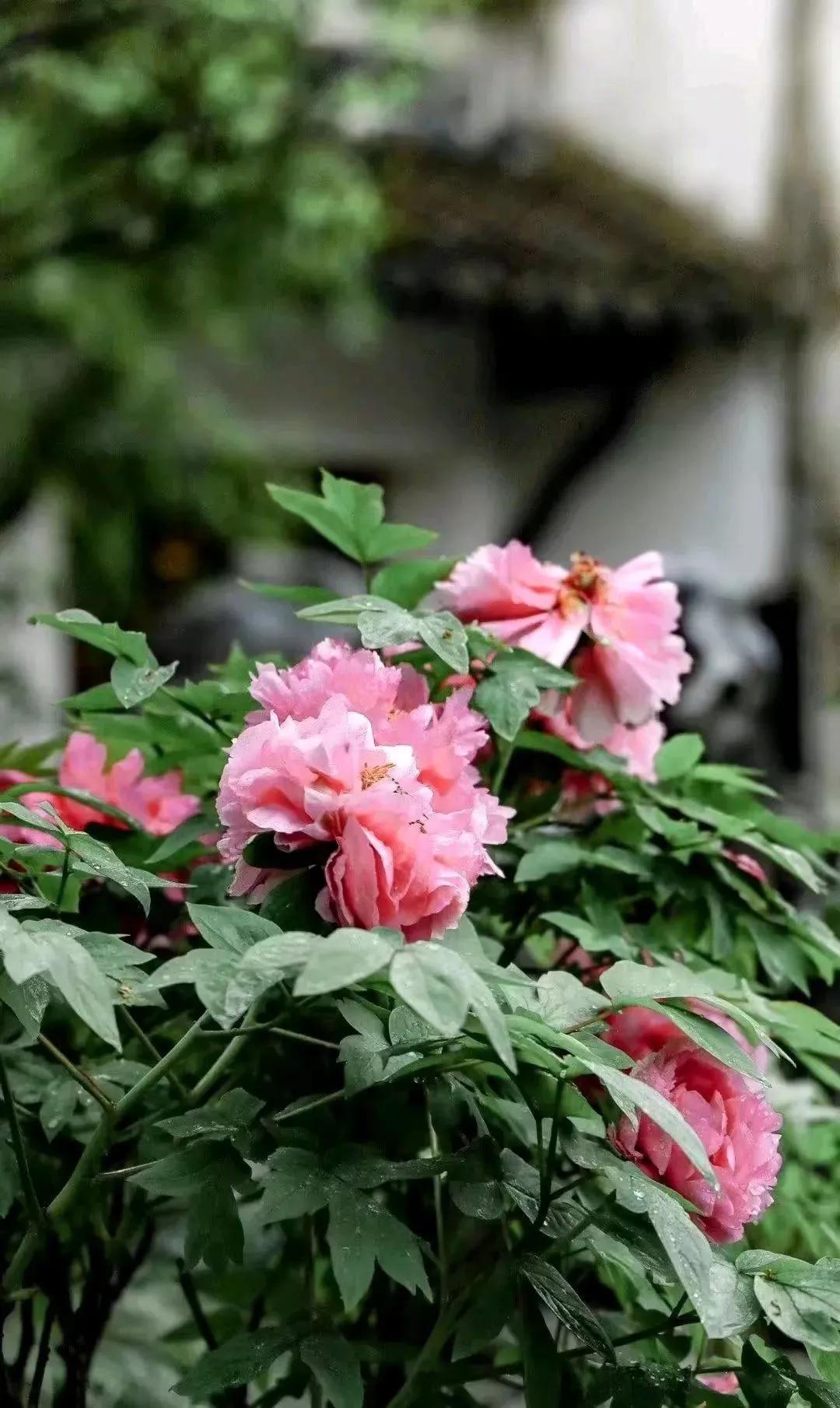 The God of May Flower, the sentient peony contains spring tears. Three ...