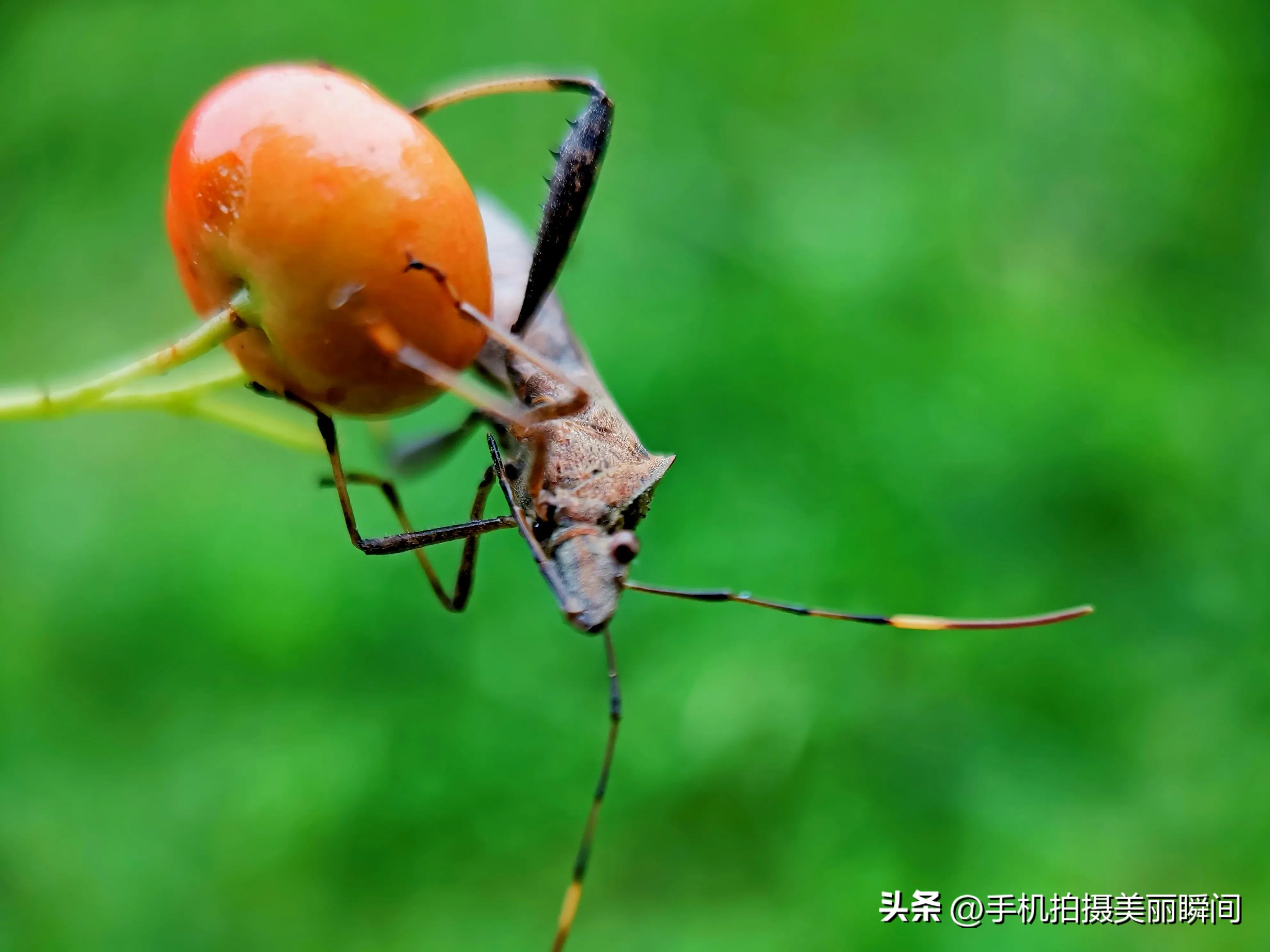 Mobile macro photography tips - iNEWS