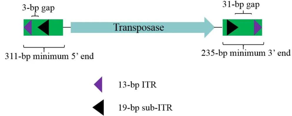 PiggyBac Transposon Technology for Construction of 20211213 Cell ...