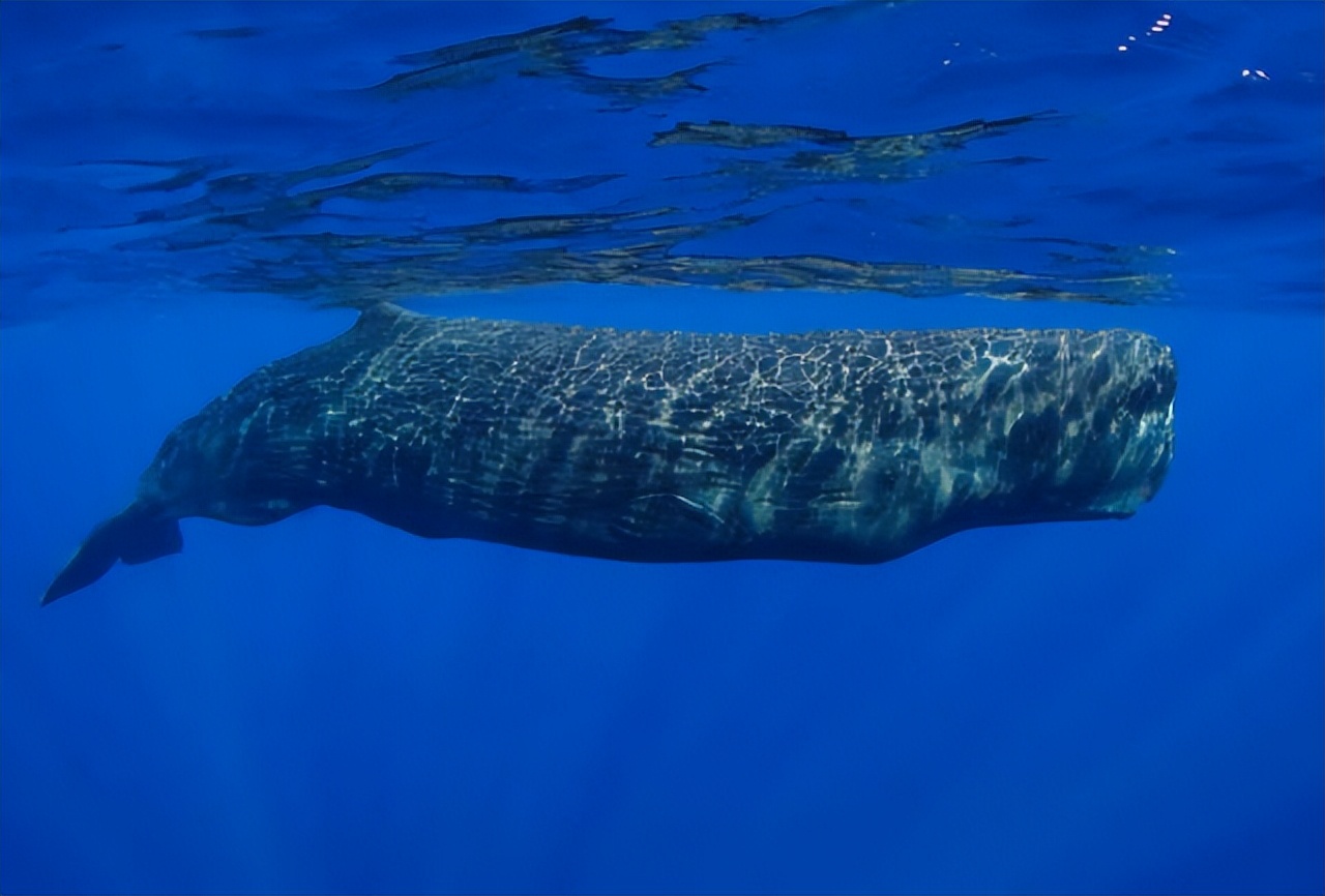 825,000 tons!The largest moving object man has ever built - iNEWS