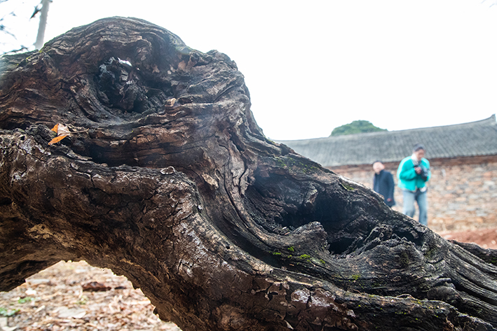 In Shitou Village in the strange stone array of Funiu Mountain, the ...
