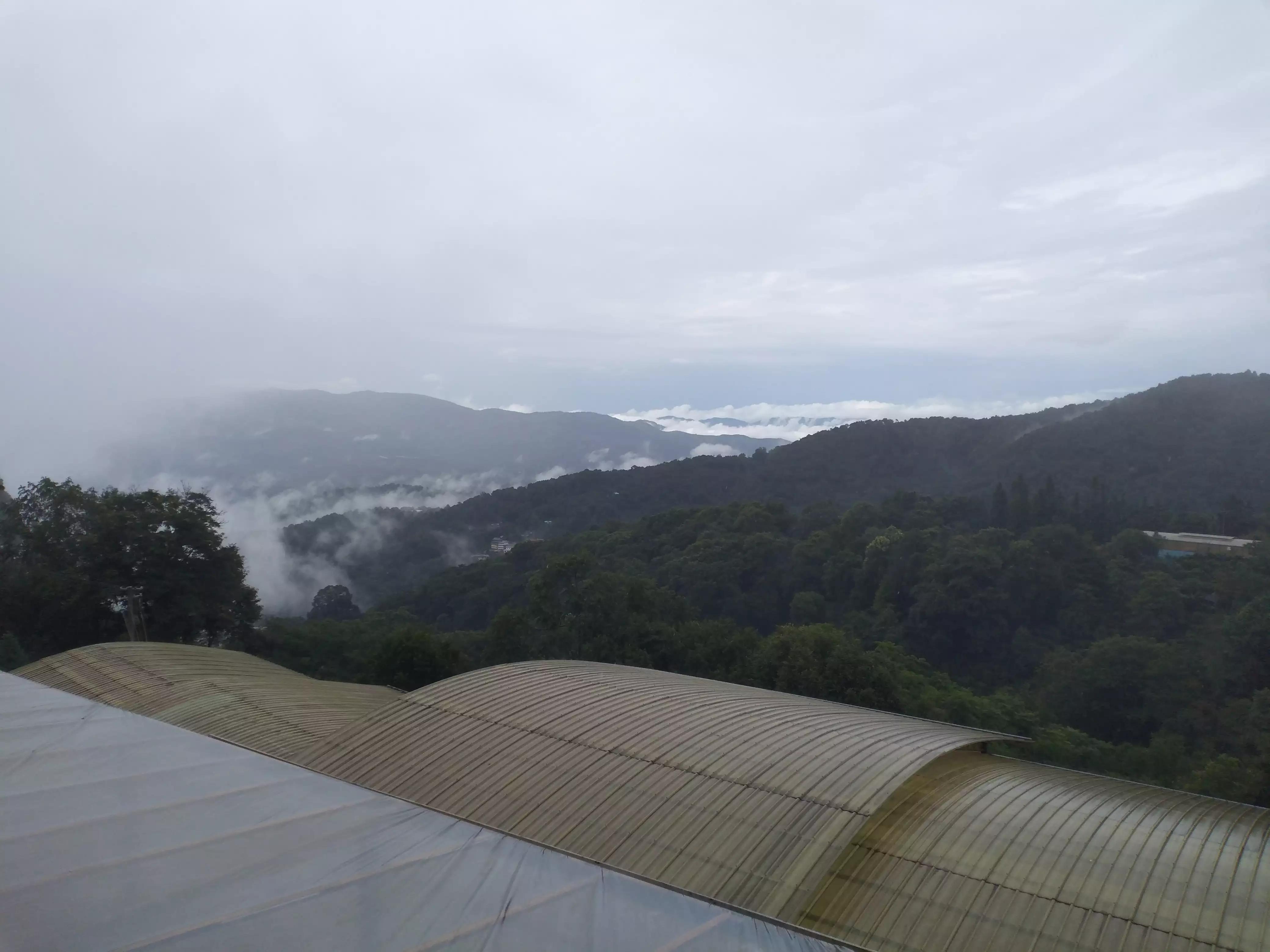 Xishuangbanna Menghai Tea Mountain Tour - iNEWS