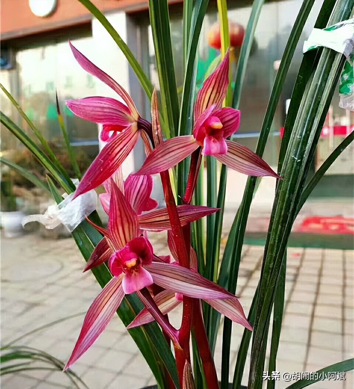 The once "sky-high price" red pigment can be seen everywhere now, but ...