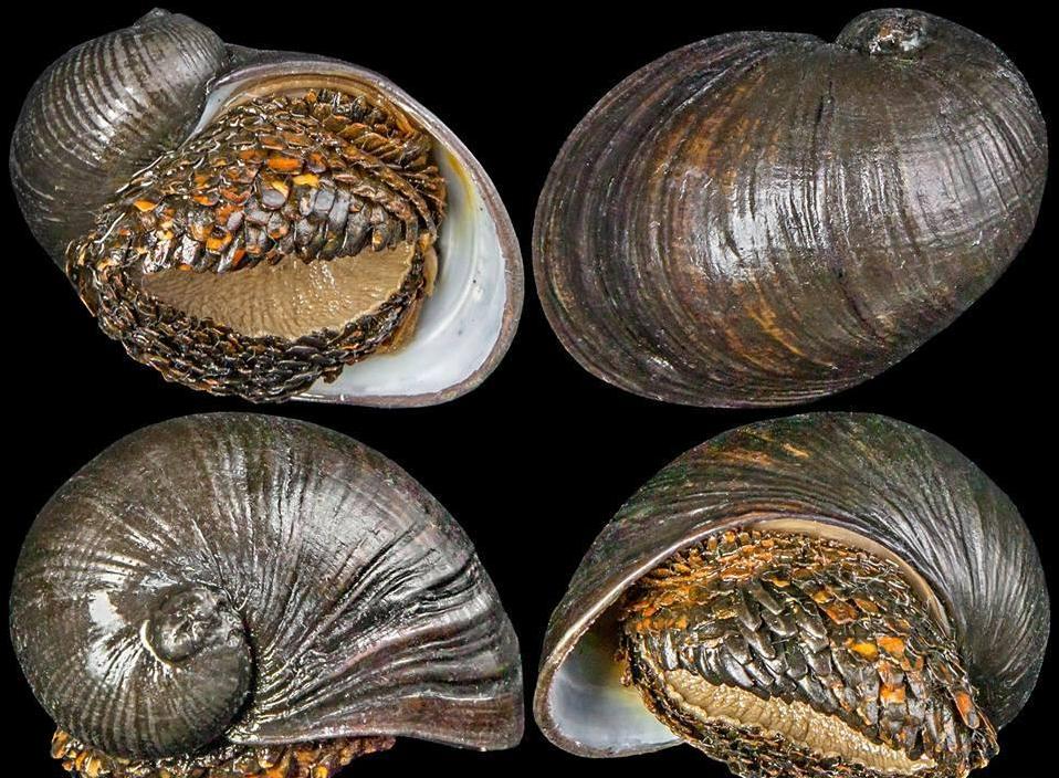 The snail with the hardest shell in the world cannot be penetrated by ...