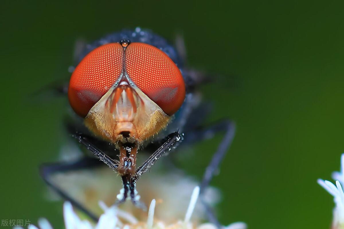 Do flies really twist their heads off? Why do flies take their heads ...