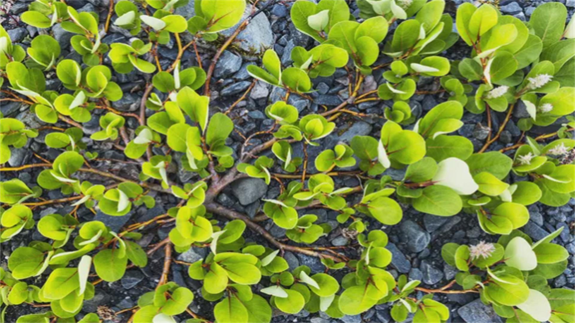 15 Unique Plants That Thrive in Tundra Biomes - iNEWS
