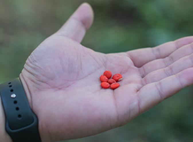 A common plant in the park, known as acacia beans, the whole plant is ...