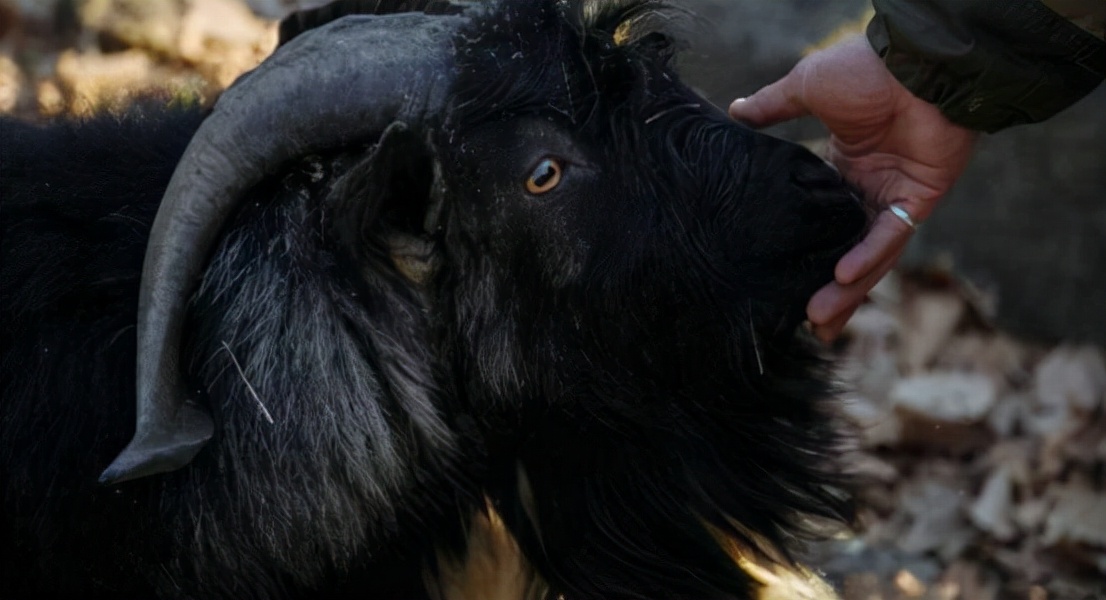 What's going on?There are many "human-faced goats" in India. Is it a ...