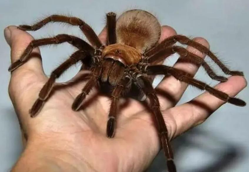 The world's largest spider - iNEWS