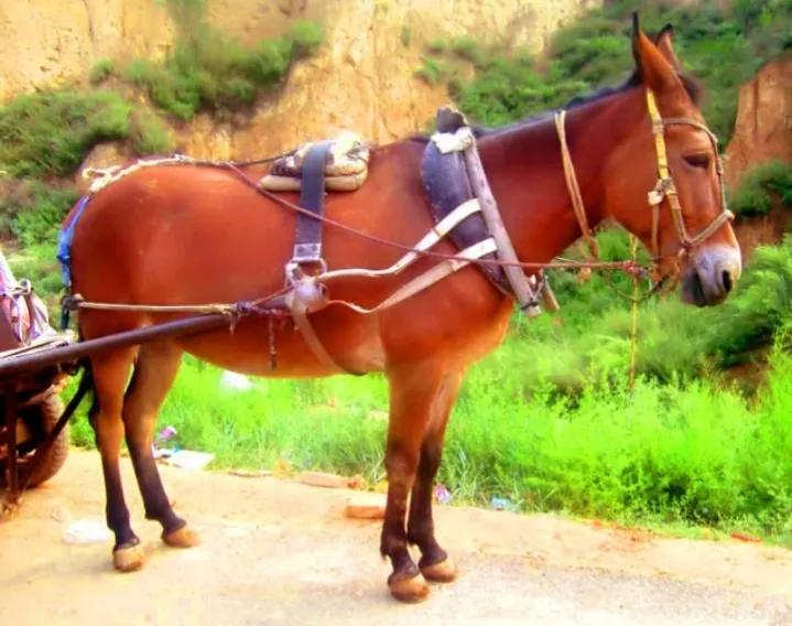 As the saying goes, "donkey meat is fragrant, horse meat is smelly, and ...