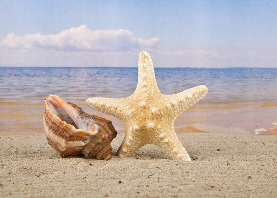 The Mystery of Starfish Revealed: Starfish's Miraculous Regeneration ...