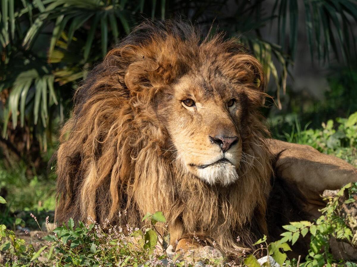 The legendary story of Zeus, the lion king, swept across the entire ...