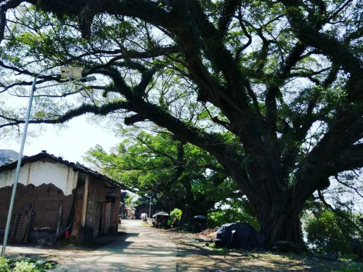 Huangtang is picturesque in March - iMedia