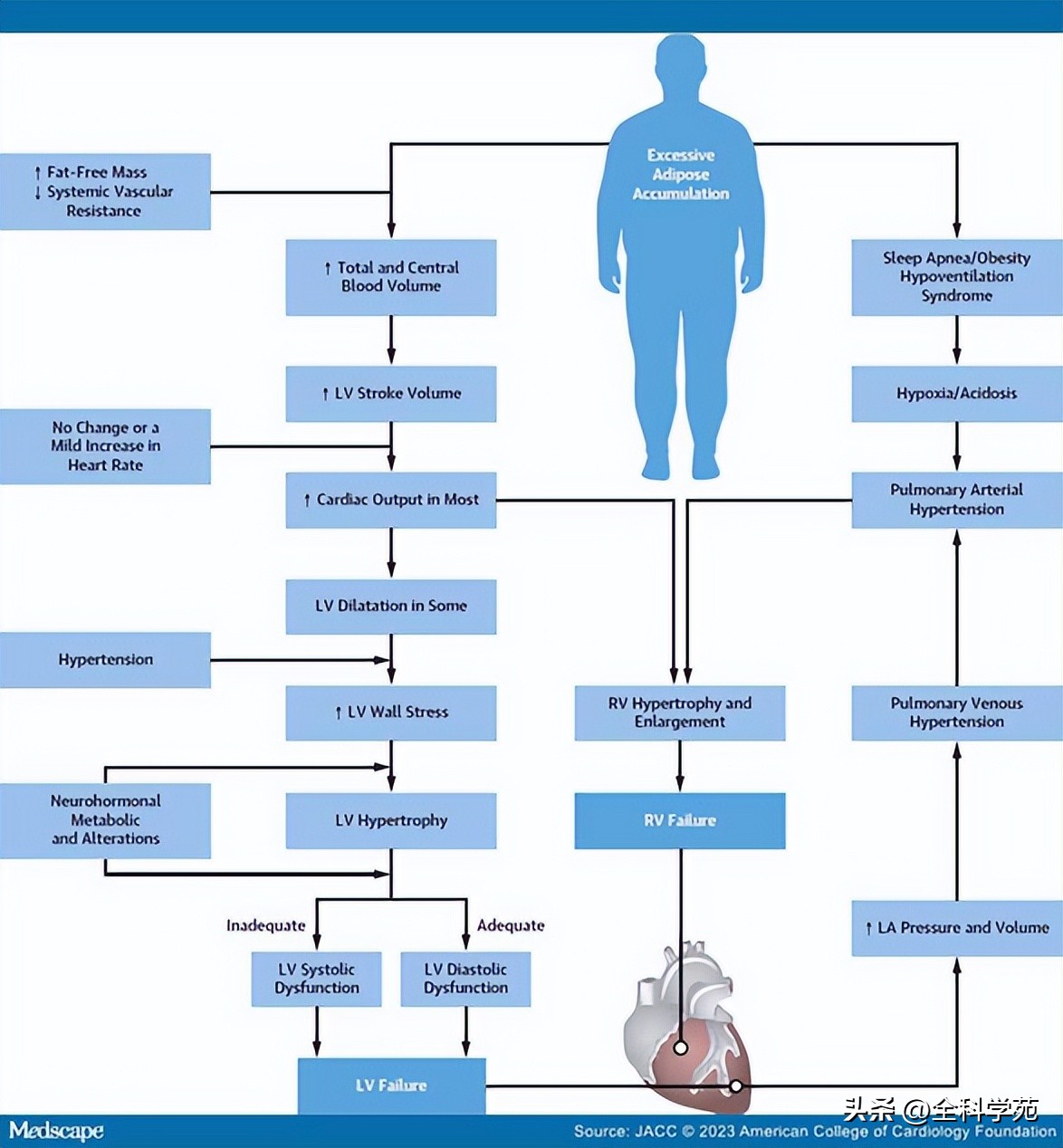 Obesity and challenges in cardiovascular pharmacology - iNEWS