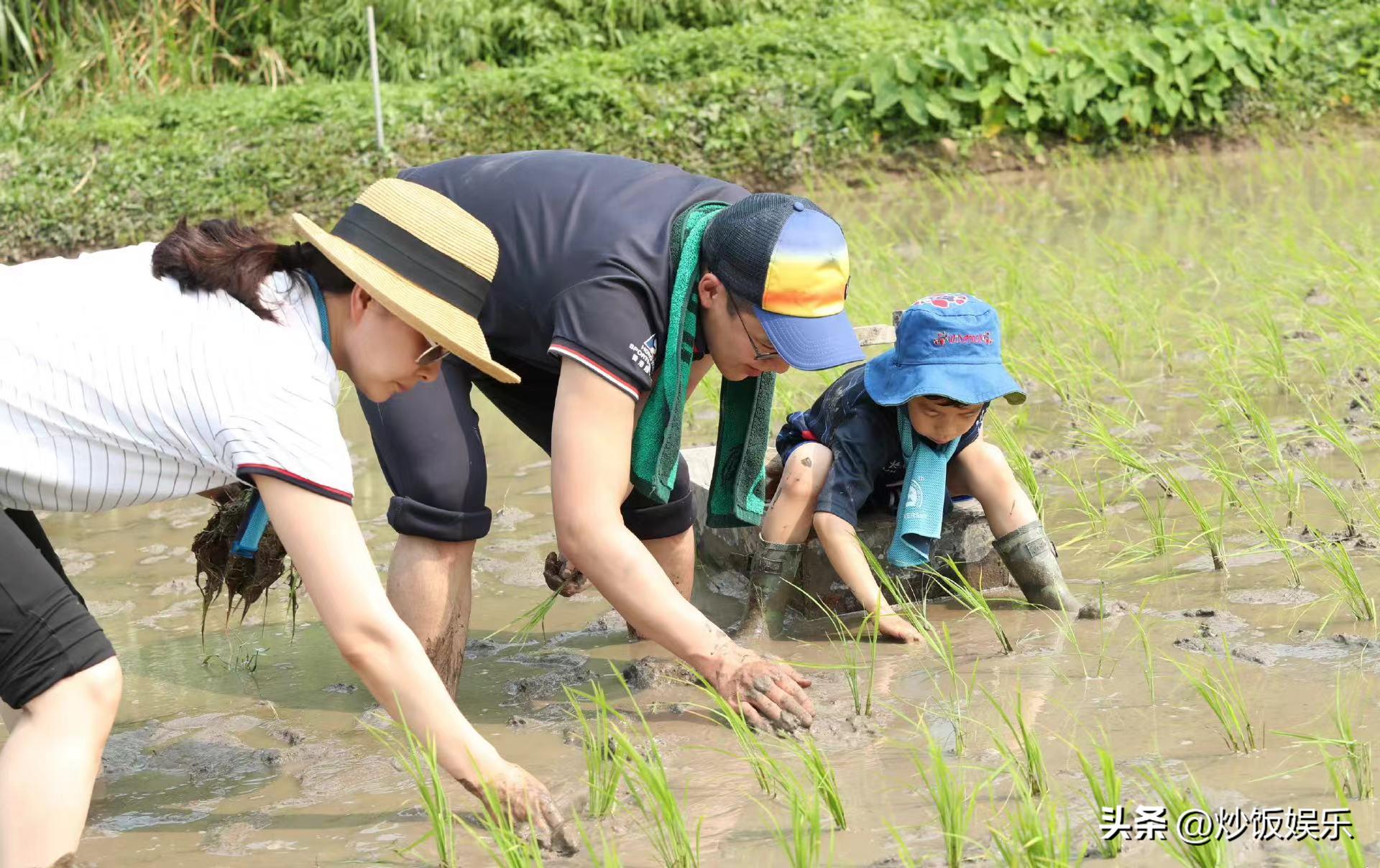 41-year-old Guo Jingjing takes her child to plant rice!Taking the ...
