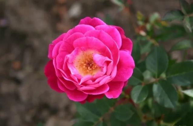 [Famous ancient Chinese rose] Yueyuehong (Old Crimson China) - iNEWS