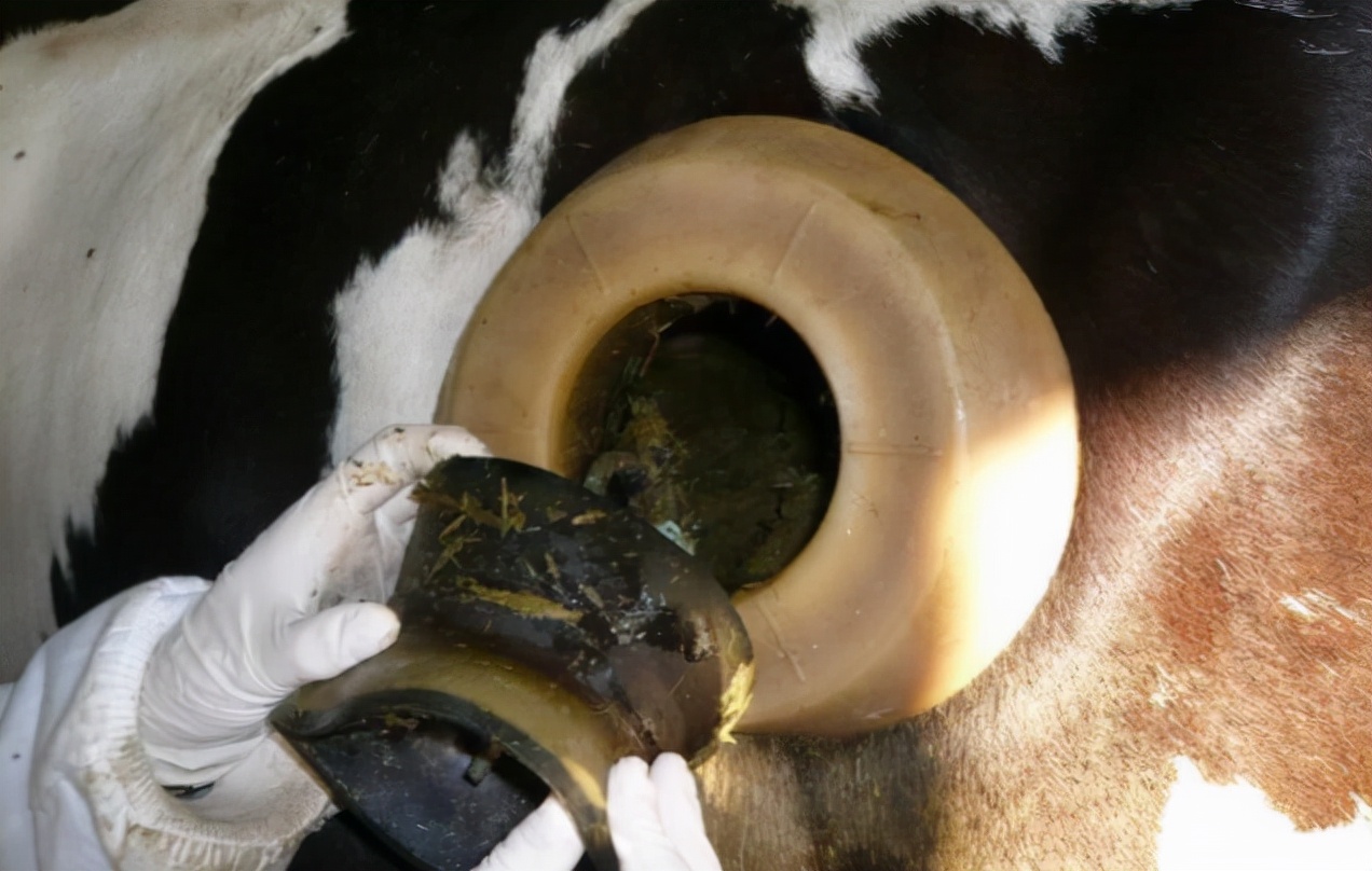 Why cut a hole in the cow?Also often reach in and dig, will the cow ...