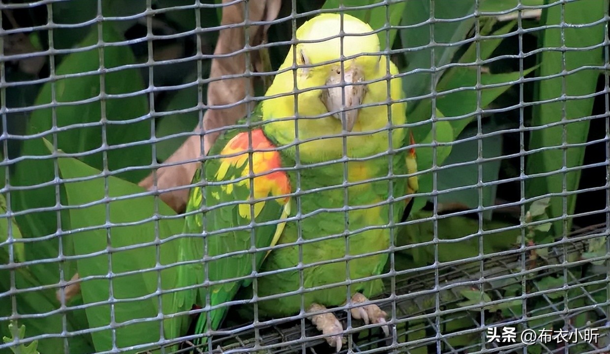 The parrot is in shock, or it can save its life, the way you collect it ...