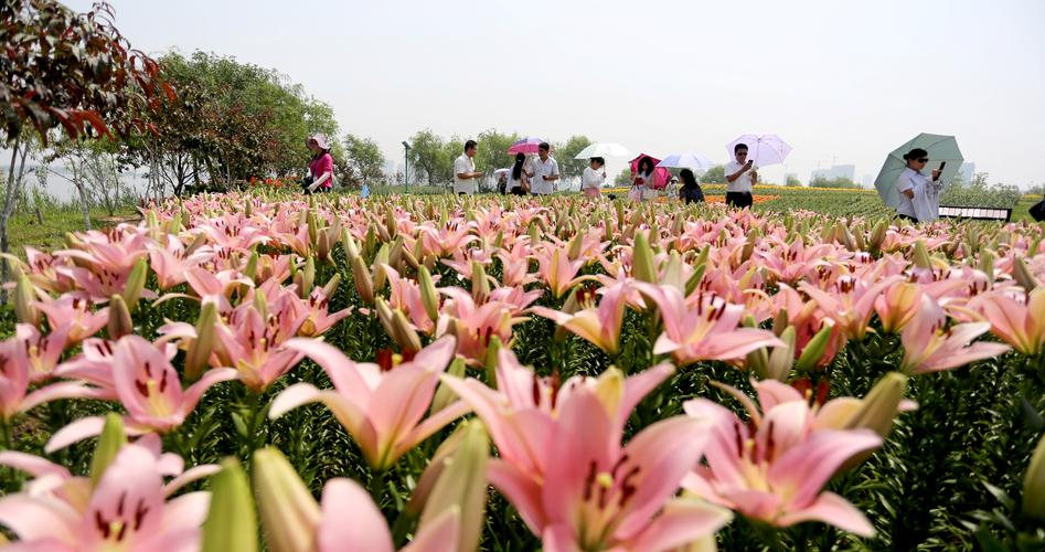 Detailed explanation of lily flowering period, influencing factors and ...
