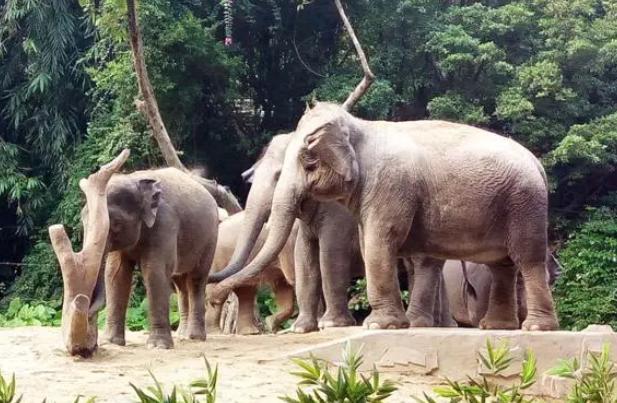 Cynodont: the overlord of the Ice Age, why did it disappear without a ...