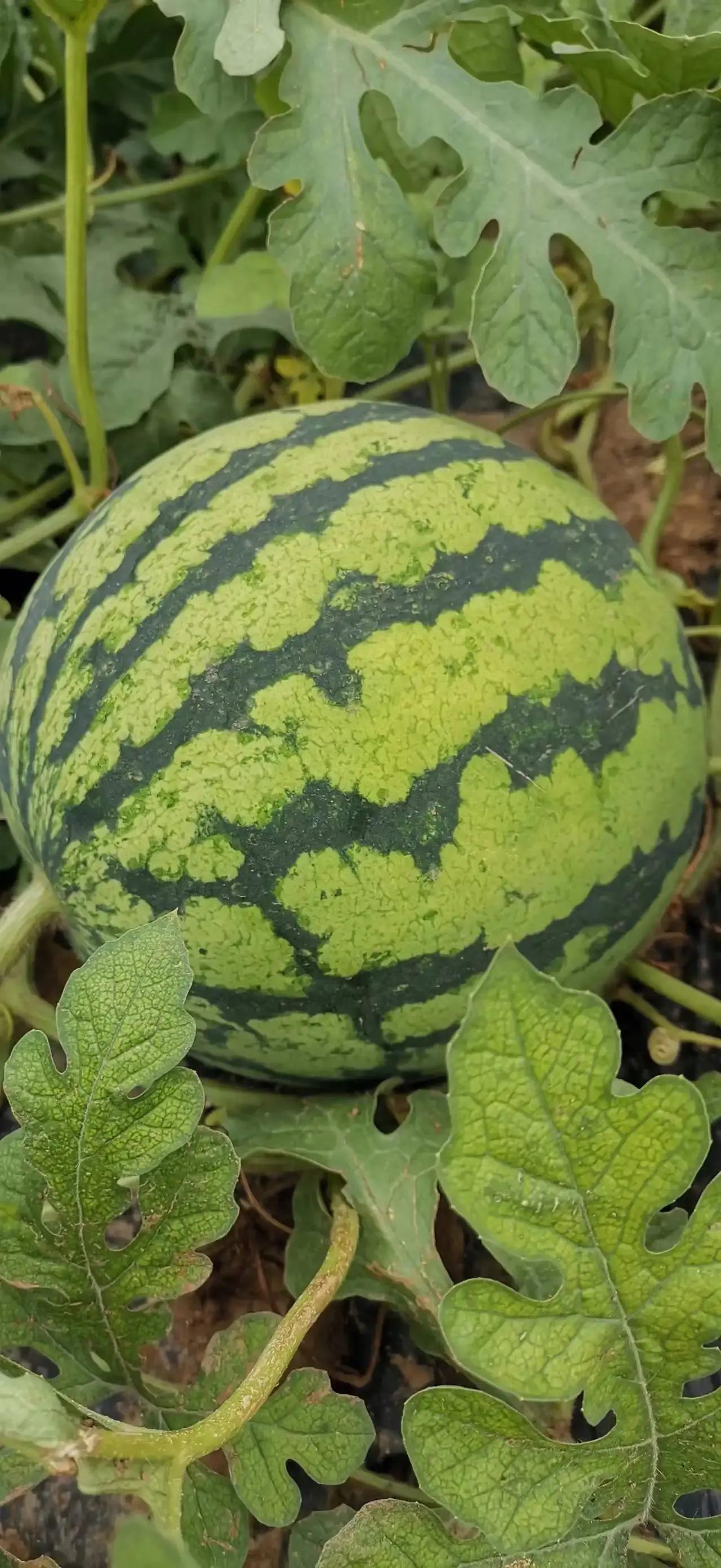 Ten Same Poets 1 Original Watermelon - iMedia