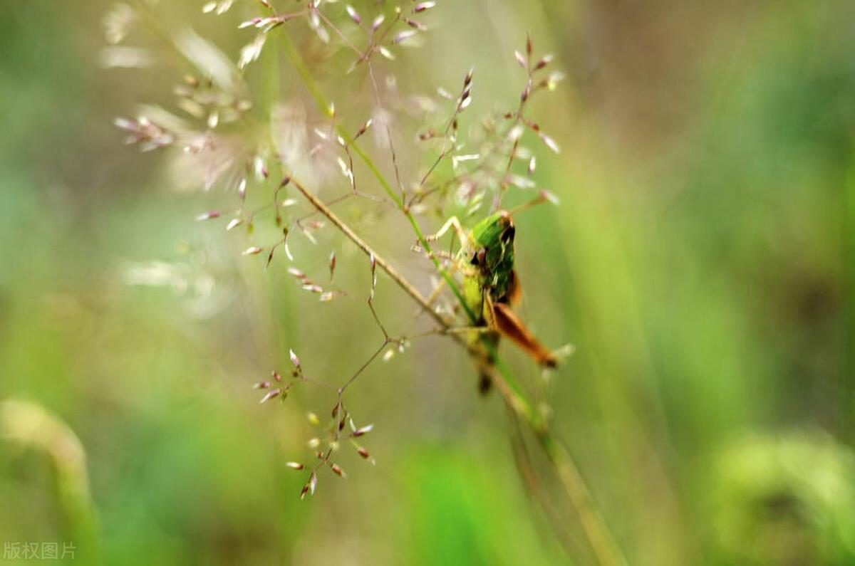 Why do grasshoppers vomit blood when caught? What happened to the grasshopper vomiting blood? Is ...