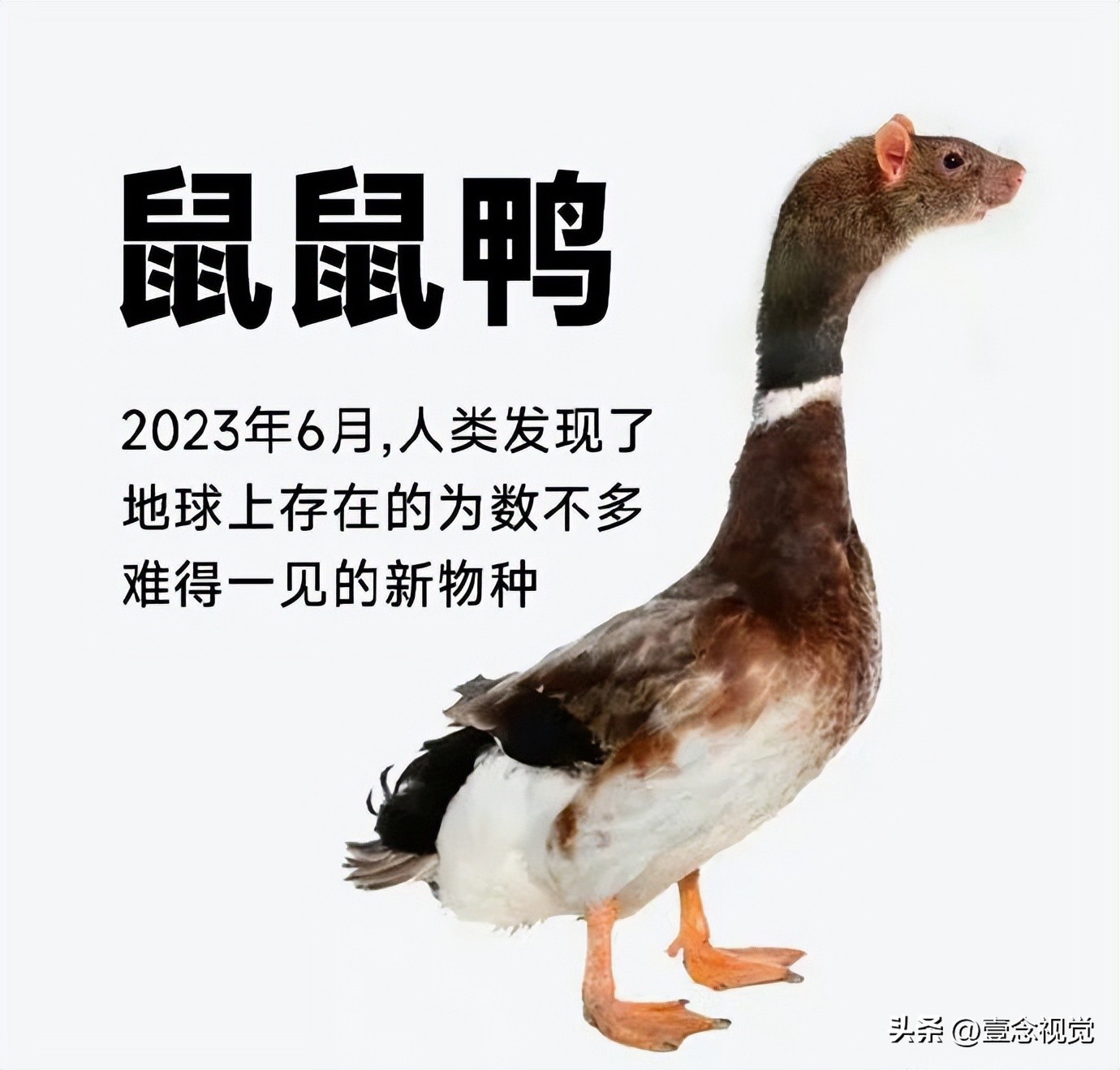 Juewei duck neck forced to public relations? Netizen: I can't laugh anymore! - iMedia