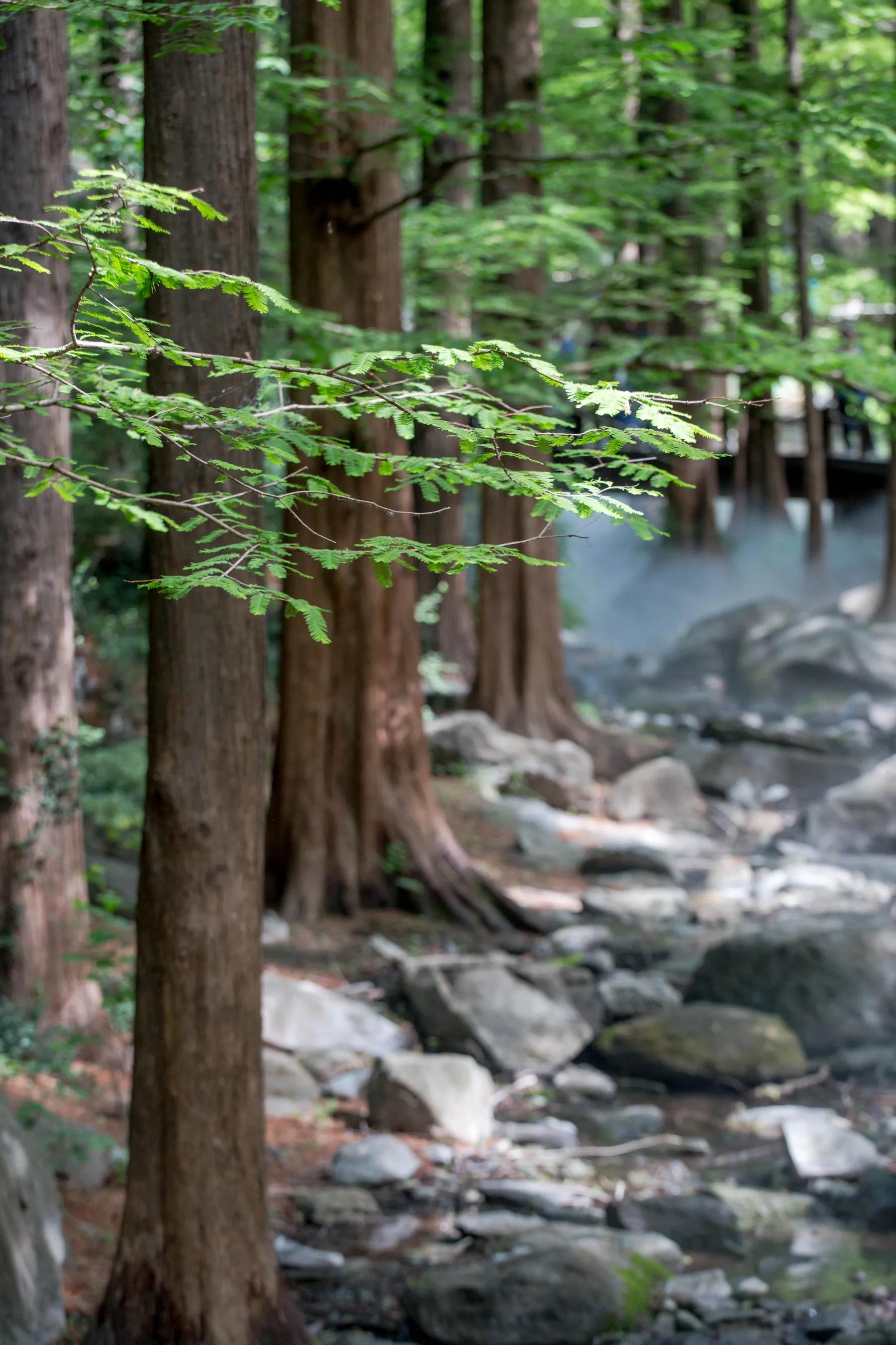 Guozhi Cherry Ditch Spray Spectacle - iMedia