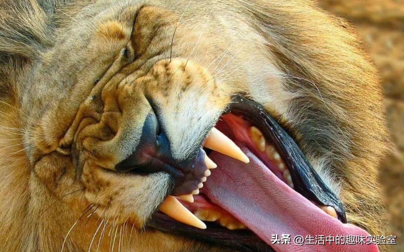 Why is the cat's tongue covered with barbs, is it because the mouse is ...